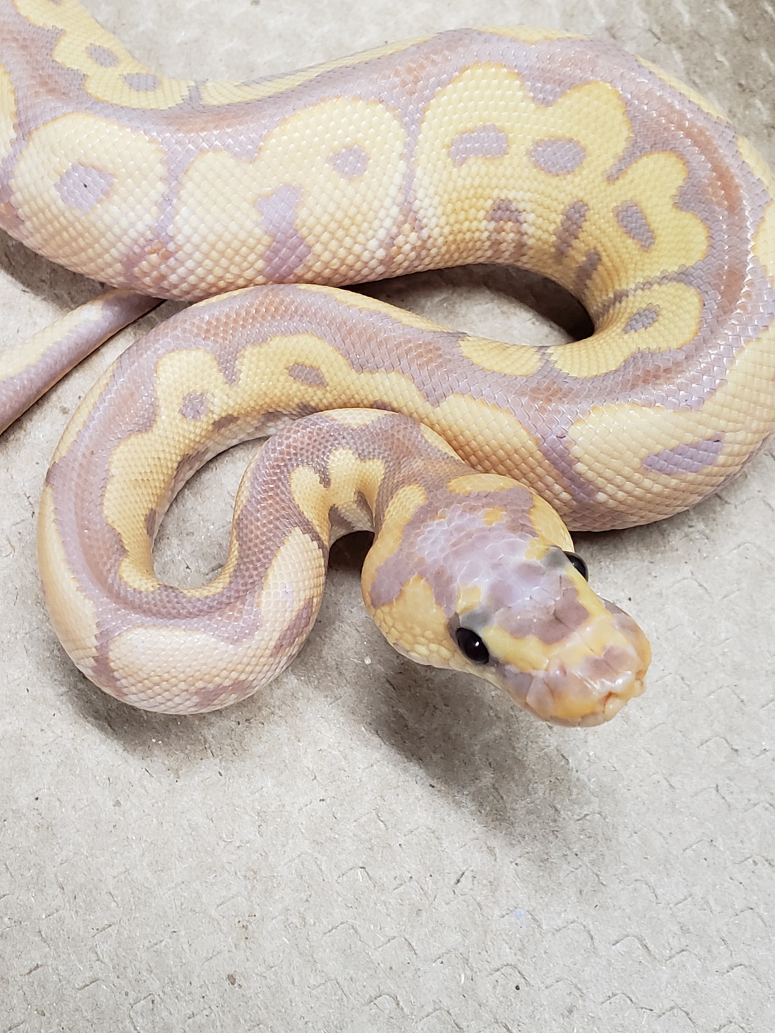 Banana Pastel Clown Ball Python by SnakeMan's Exotics - MorphMarket