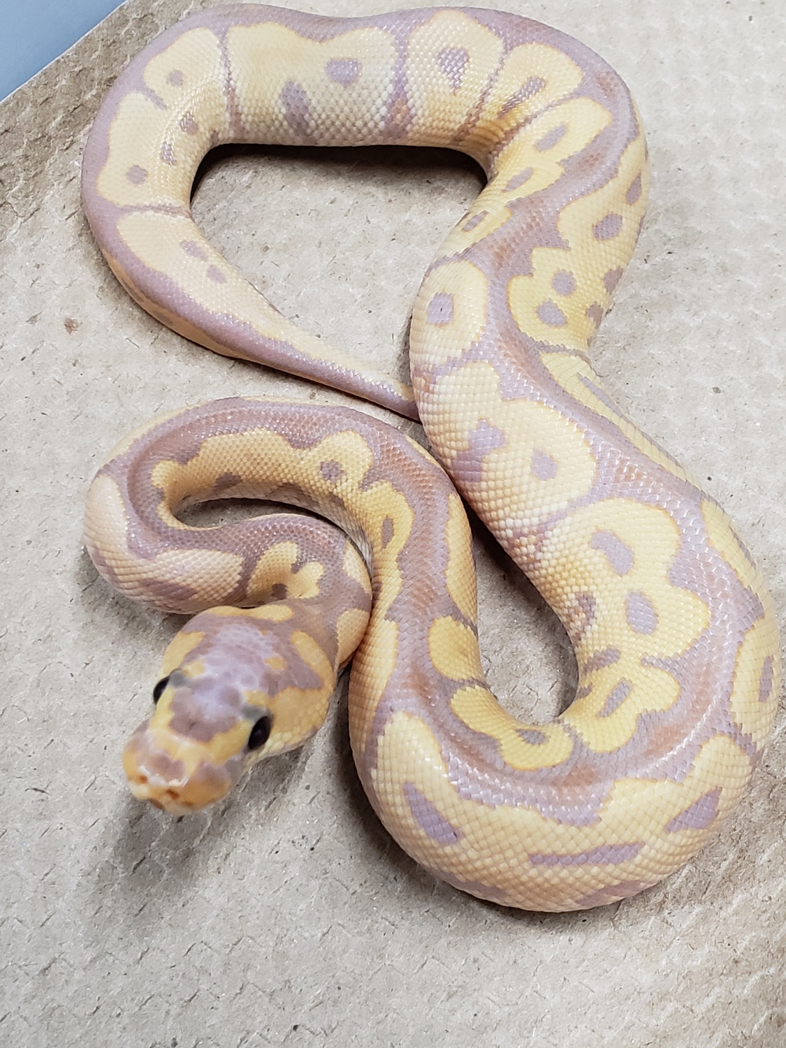 Banana Pastel Clown Ball Python by SnakeMan's Exotics - MorphMarket