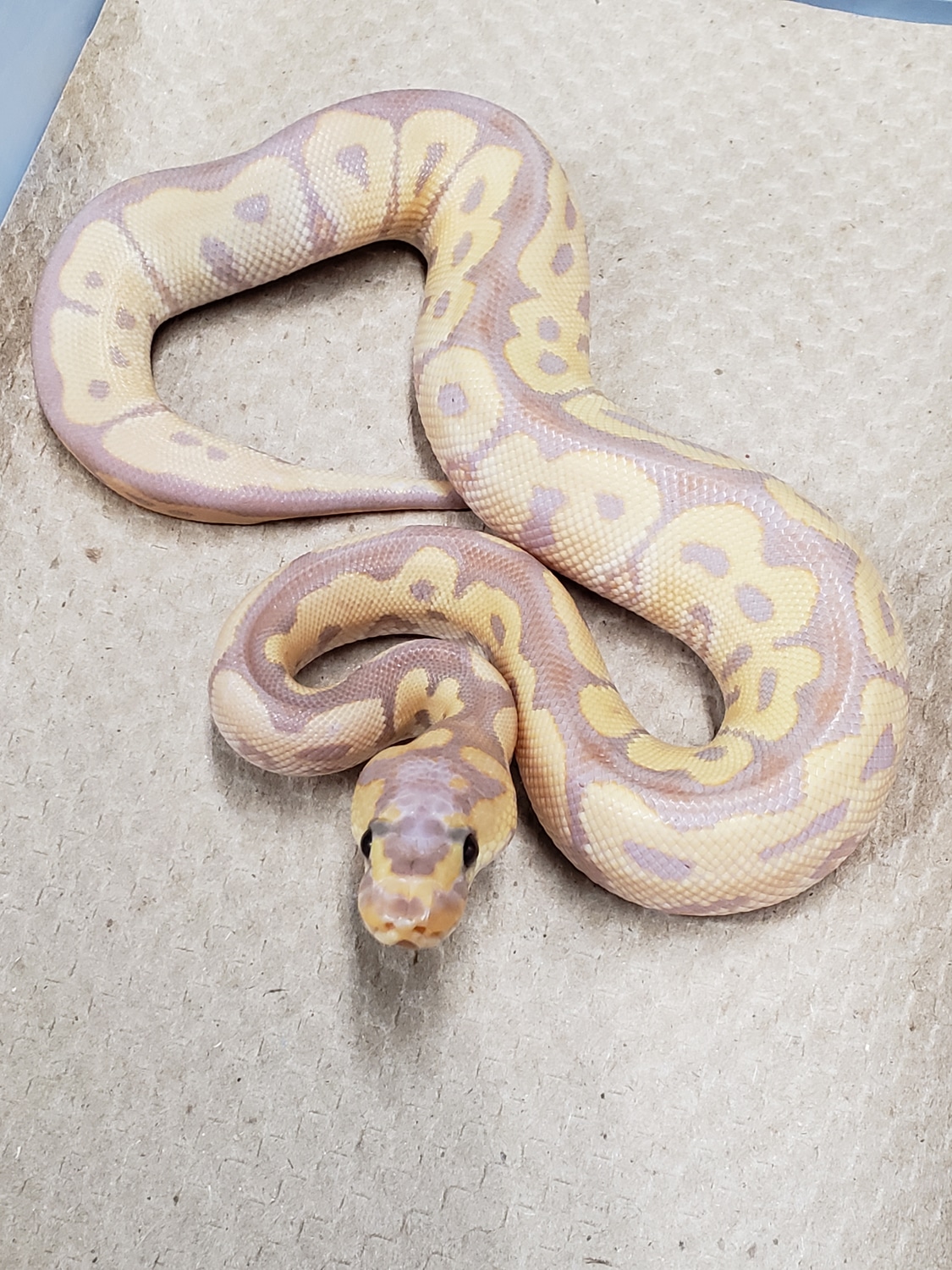 Banana Pastel Clown Ball Python by SnakeMan's Exotics - MorphMarket