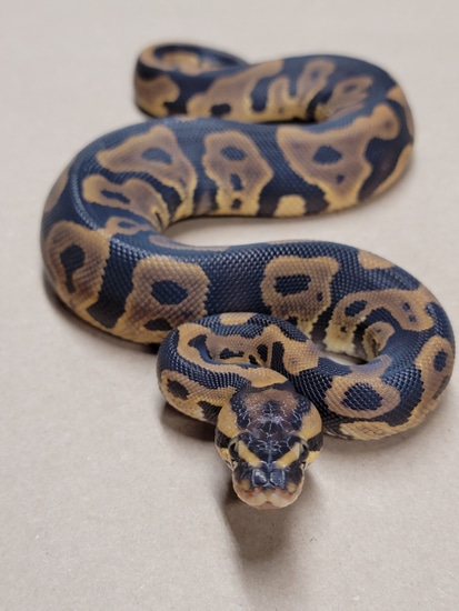 Leopard Het Clown Ball Python by SnakeMan's Exotics