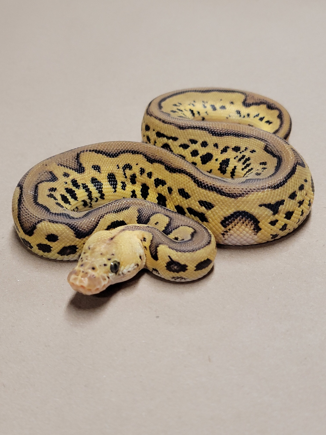 Pastel Batman Ball Python by SnakeMan's Exotics - MorphMarket