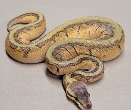Banana Pastel Clown Ball Python by SnakeMan's Exotics - MorphMarket