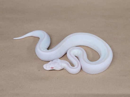 Polar Ball Ball Python by SnakeMan's Exotics
