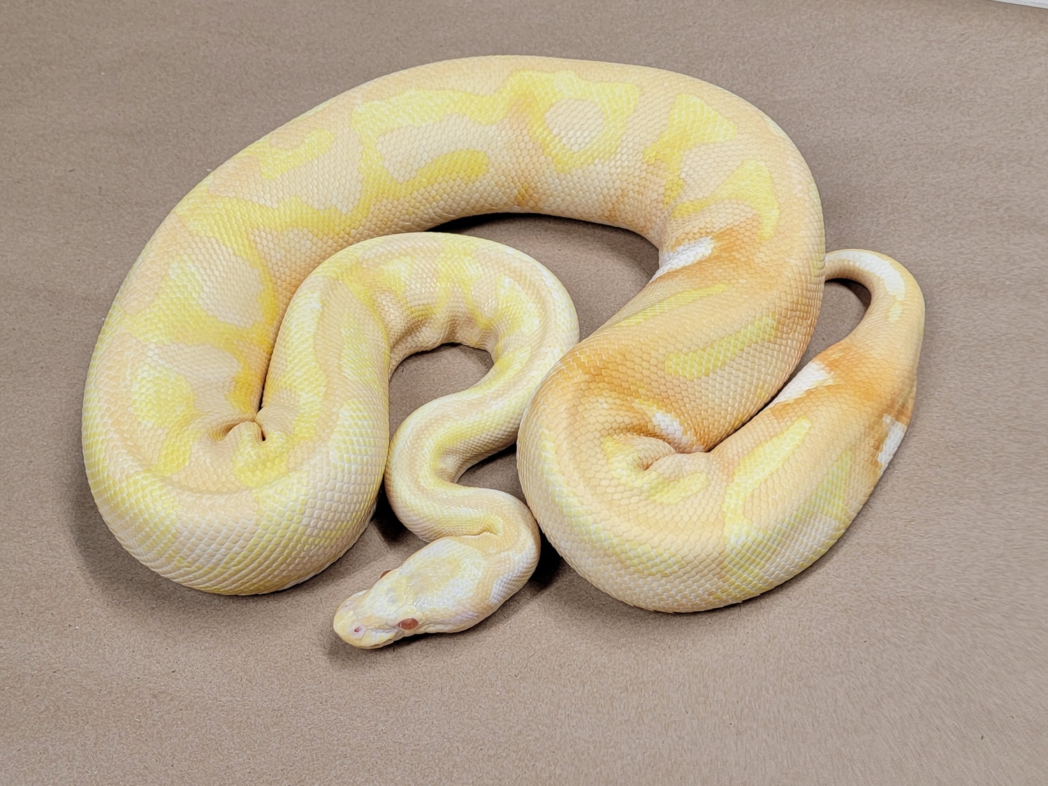 Albino Pied Ball Python by SnakeMan's Exotics - MorphMarket