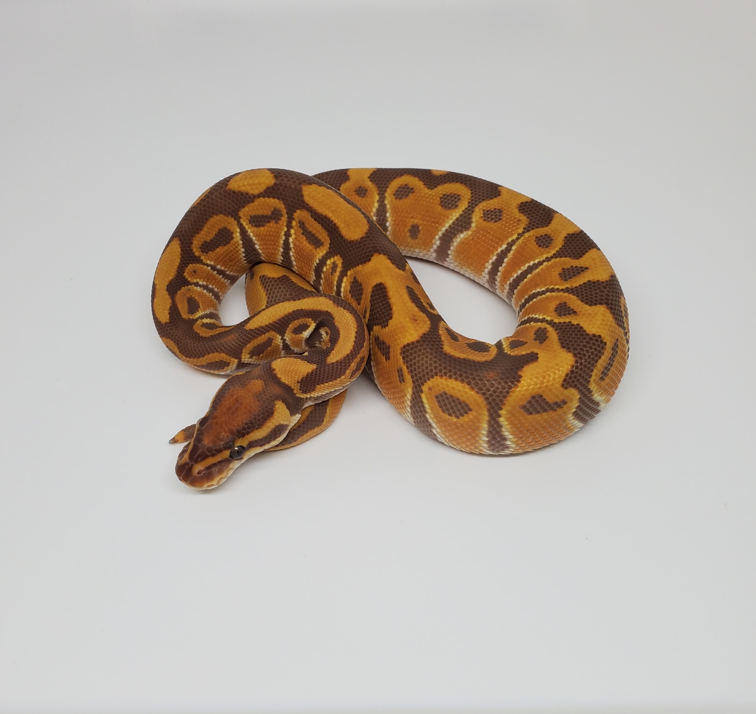 Orange Dream Ultramel Ball Python by Snakeman Snake Shop MJ Burton ...