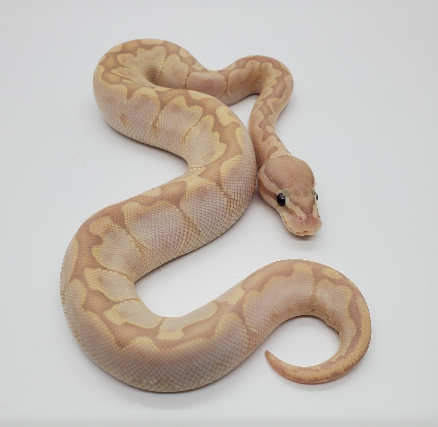 Banana Bamboo Vpi Axanthic Ball Python by Snakeman Snake Shop MJ Burton ...