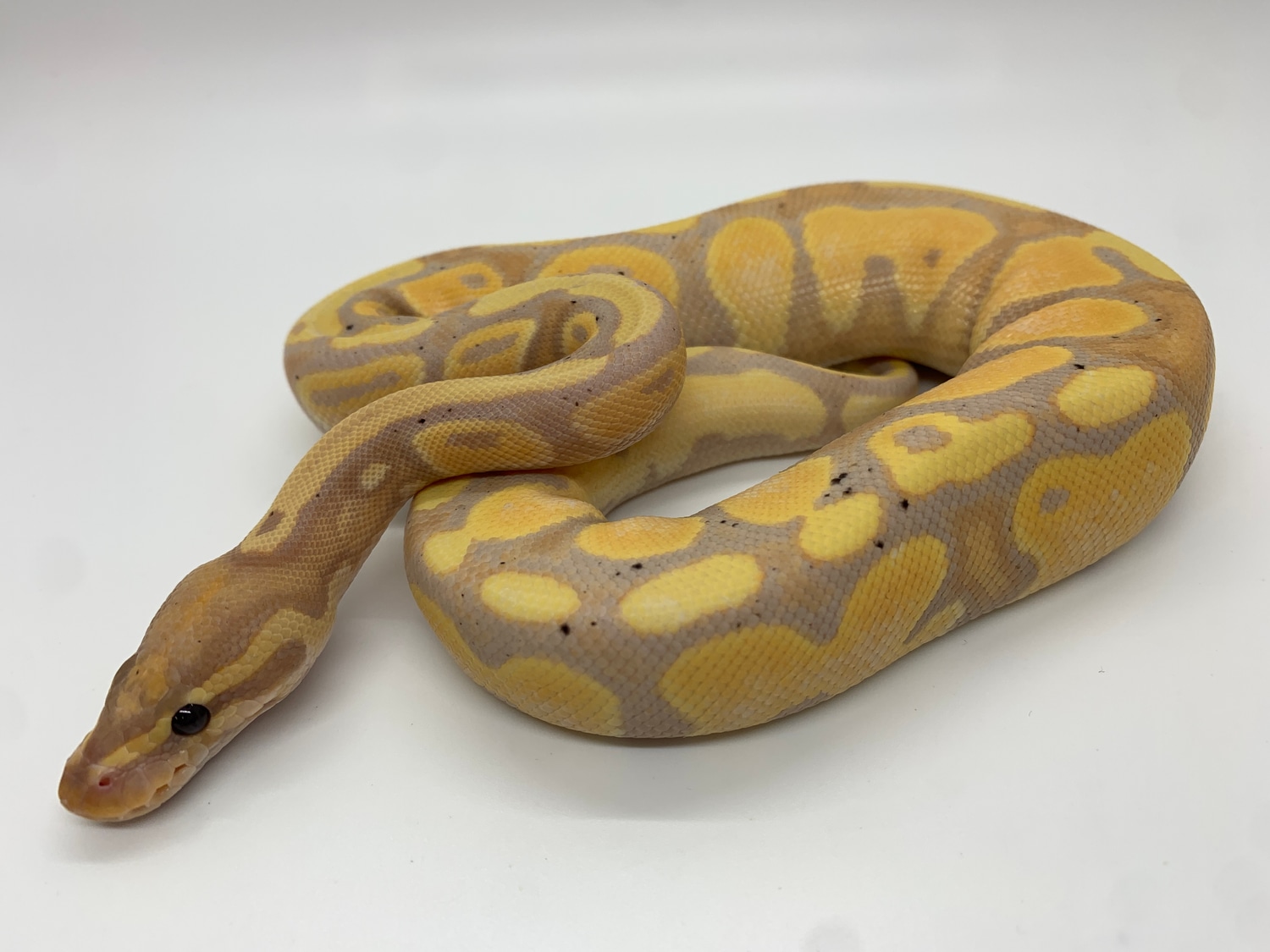 Banana YB Het Pied Pos OD Ball Python by Snakeman Snake Shop MJ Burton ...