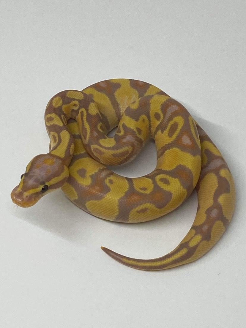 Banana Enchi OD Het Pied Pos YB Ball Python by Snakeman Snake Shop MJ ...