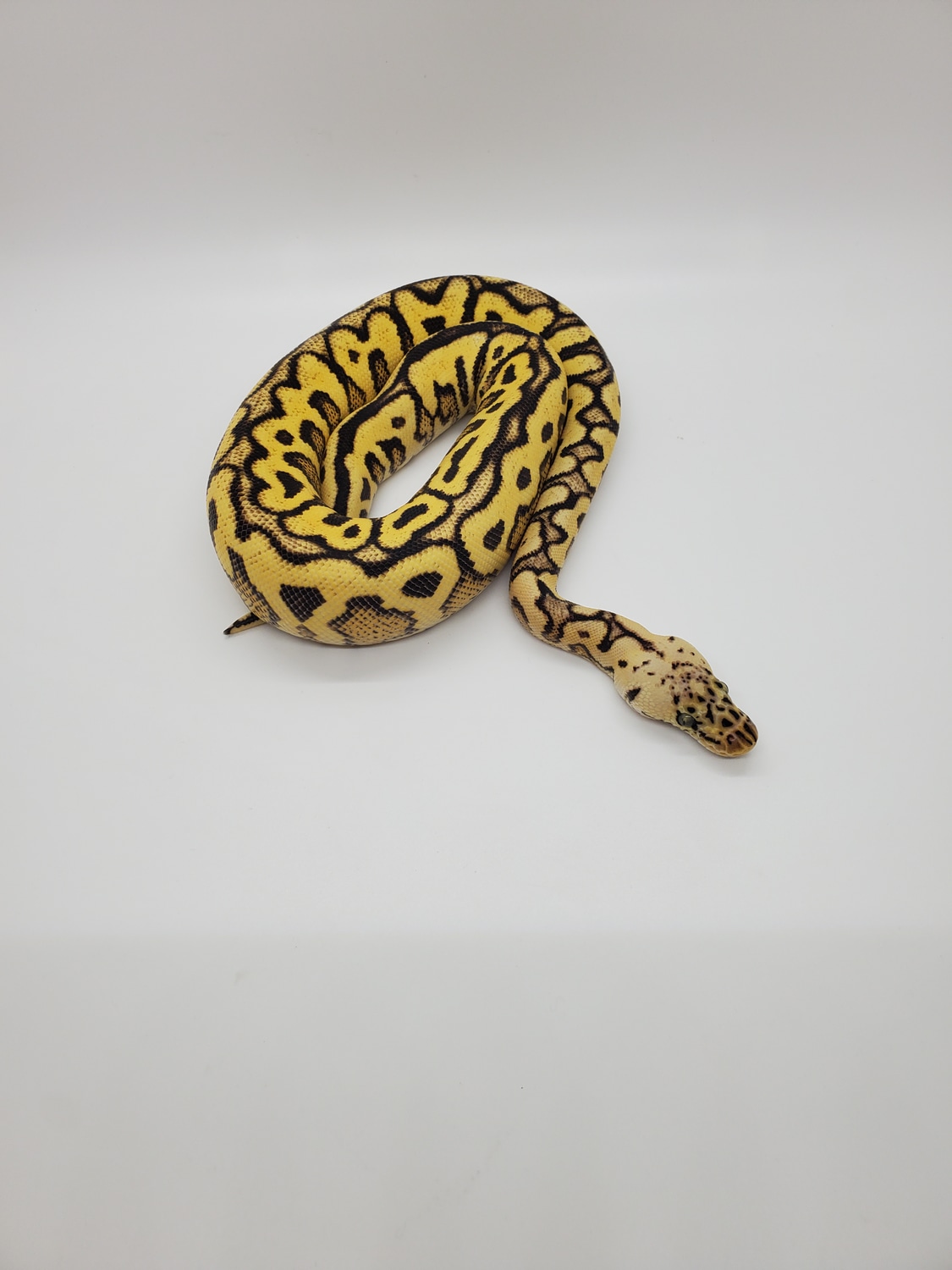 Pastel Spotnose Yellow Belly Clown Pos Orange Dream Ball Python by ...