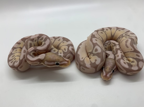 Banana VPI Axanthic Ball Python by Snakeman Snake Shop MJ Burton Reptiles