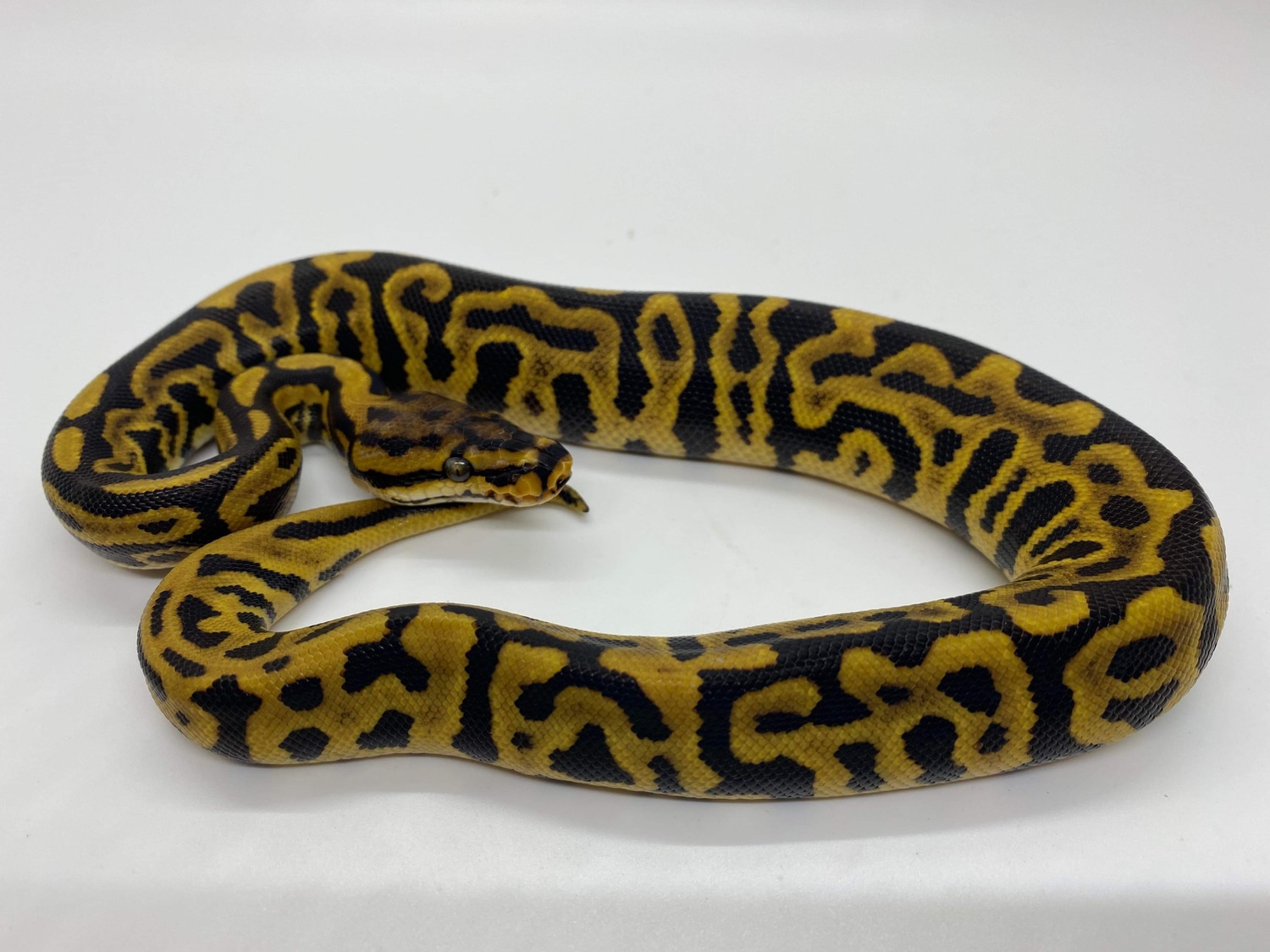 Leopard Spotnose Yellowbelly 66% Possible Het Clown Ball Python by ...