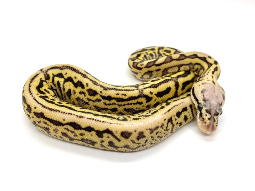 Super Pastel Fire Leopard Spotnose 66% Possible Het Clown Ball Python ...
