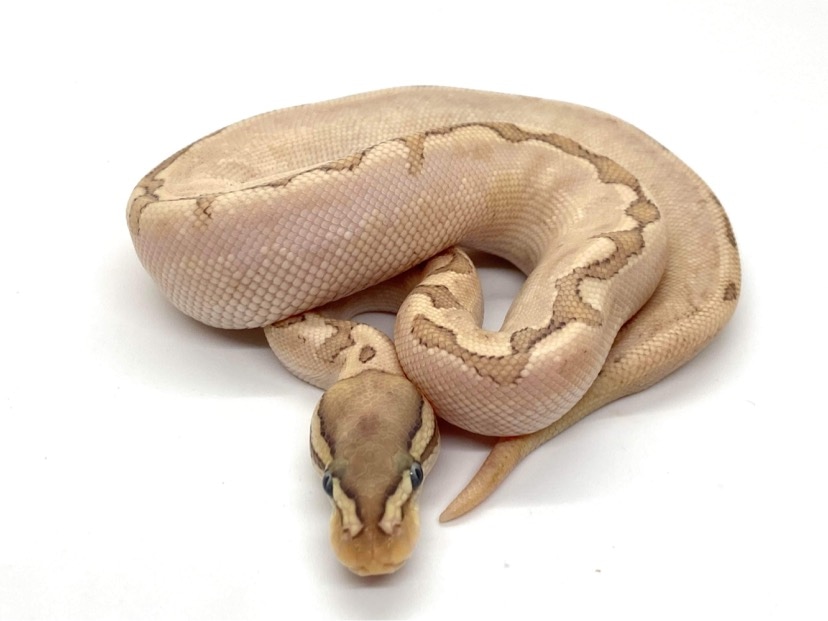 Bamboo 100% DH VPI Axanthic Clown 50% Possible Het Pied Ball Python by ...