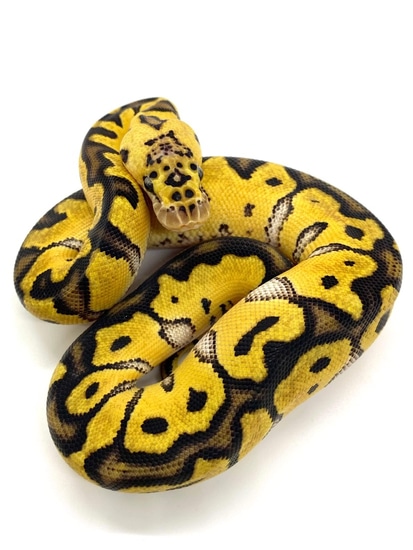 Pastel Orange Dream Clown Ball Python by Snakeman Snake Shop MJ Burton ...