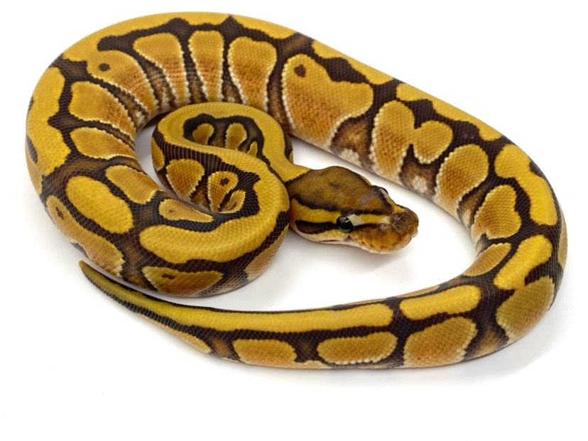 Hypo Enchi Ball Python by Snakeman Snake Shop MJ Burton Reptiles ...