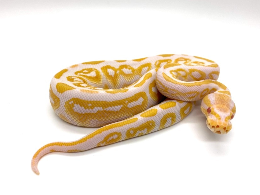 Black Pastel Albino Ball Python by Snakeman Snake Shop MJ Burton ...