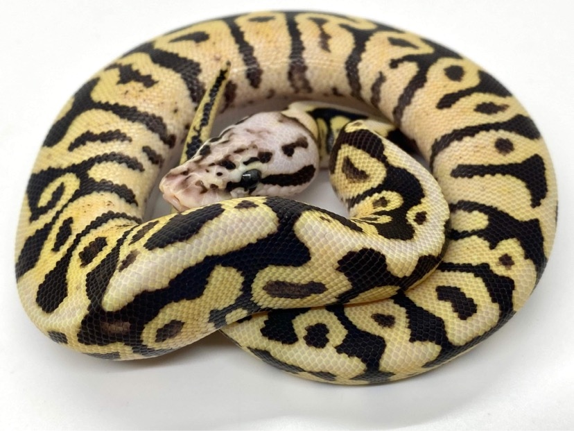 Firefly Spotnose Het Clown Ball Python by Snakeman Snake Shop MJ Burton ...