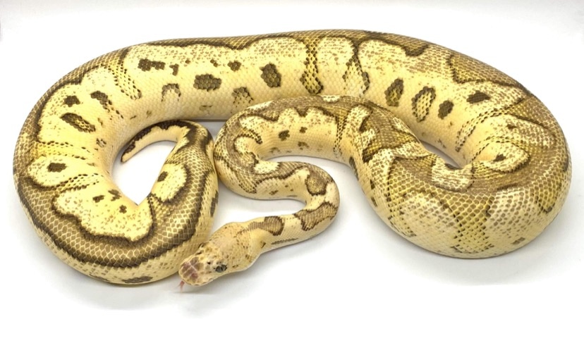 Firefly Clown Possible Redstripe Ball Python by Snakeman Snake Shop MJ ...