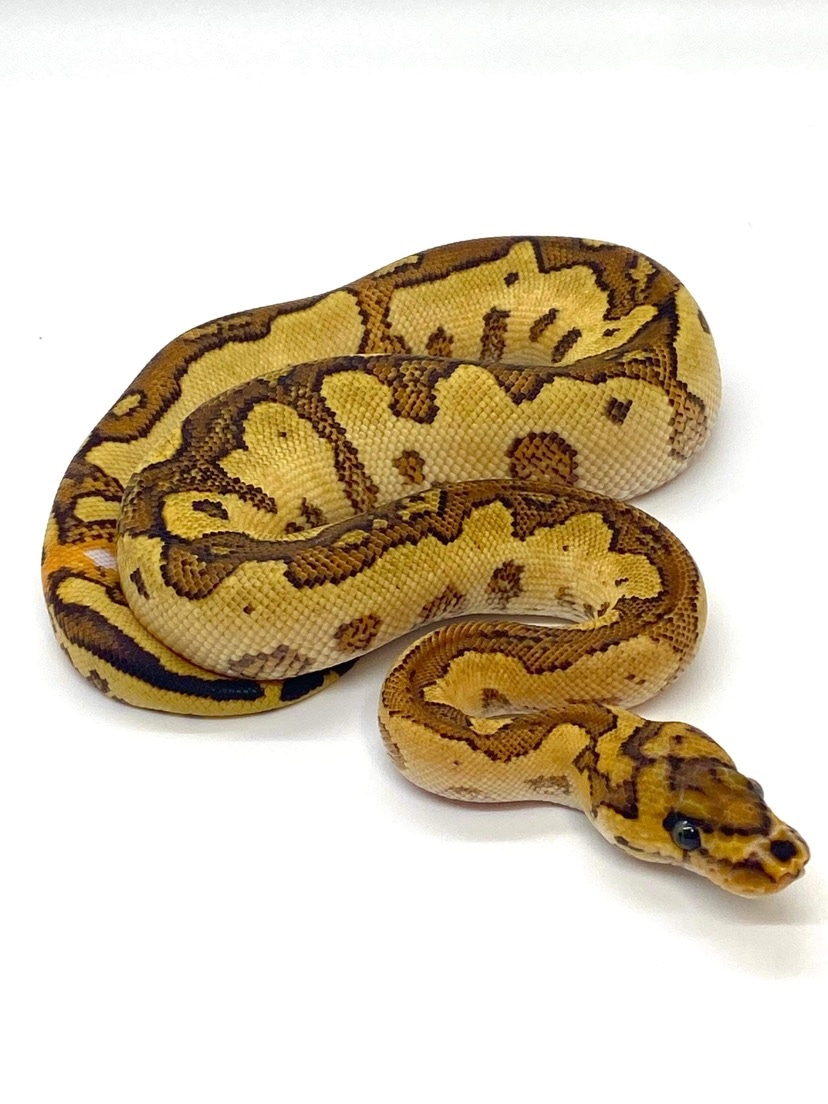 Redstripe YB Fire Clown Ball Python by Snakeman Snake Shop MJ Burton ...