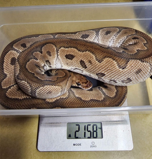 Clown Ball Python by Snakeman Snake Shop MJ Burton Reptiles
