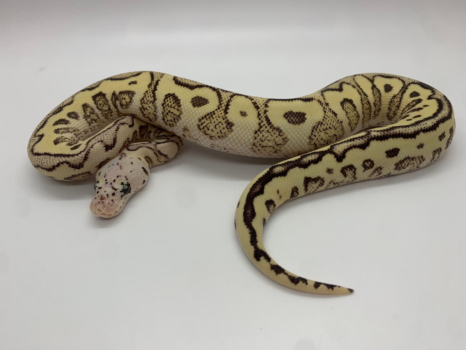 Firefly Spotnose YB Clown Ball Python by Snakeman Snake Shop MJ Burton ...