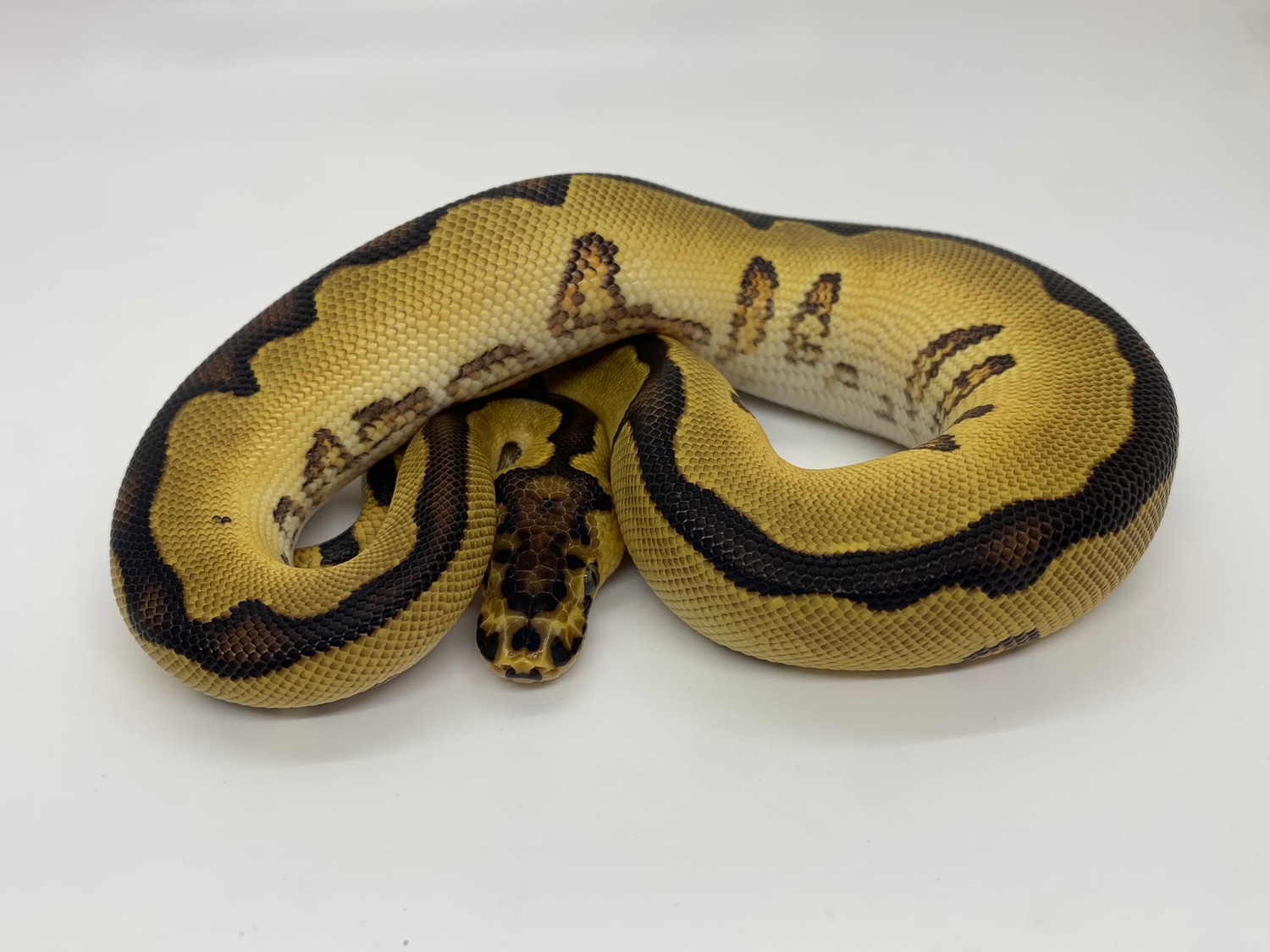 Enchi Yellowbelly Blade Clown 66% PH Pied Ball Python by Snakeman Snake ...