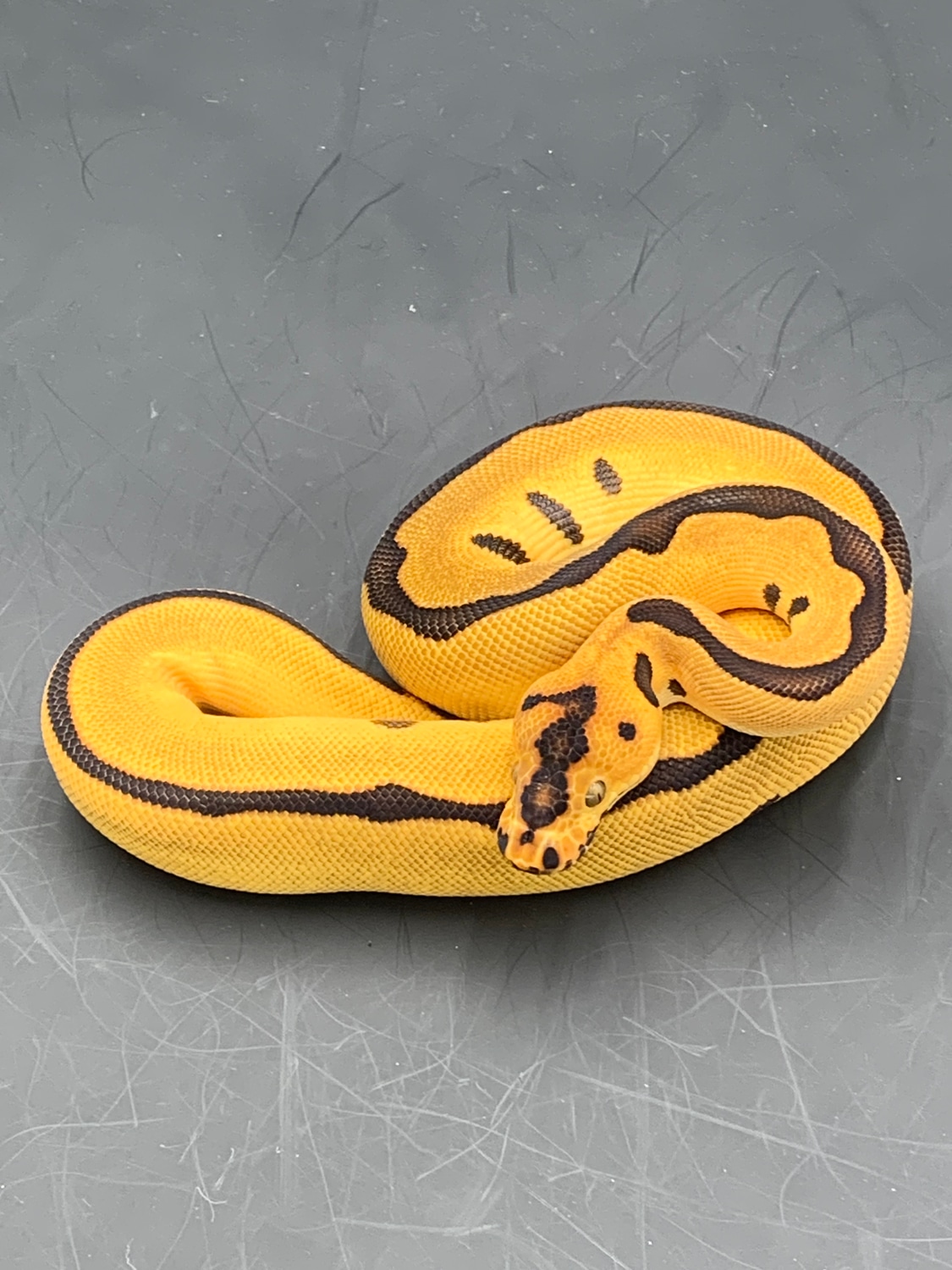 Snakeman Snake Shop MJ Burton Reptiles's Collection - MorphMarket