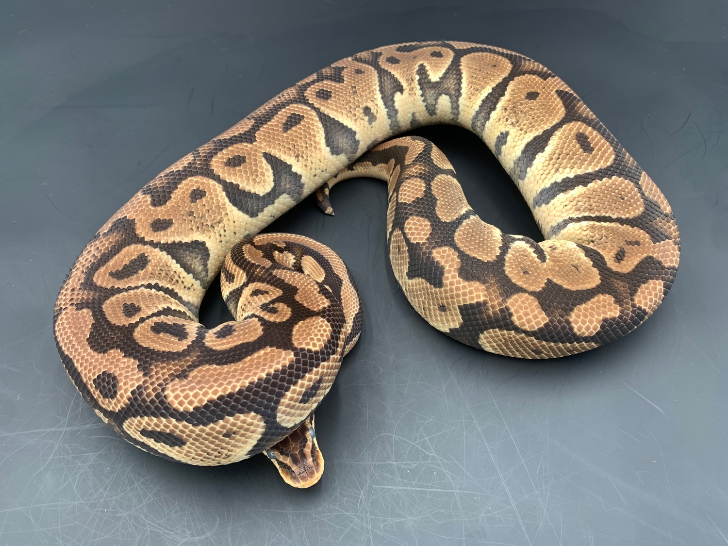 Pastel DH Clown Ultramel Ball Python by Snakeman Snake Shop MJ Burton ...