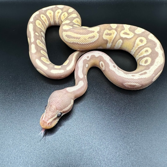 Banana Mojave Ball Python by MK Exotics