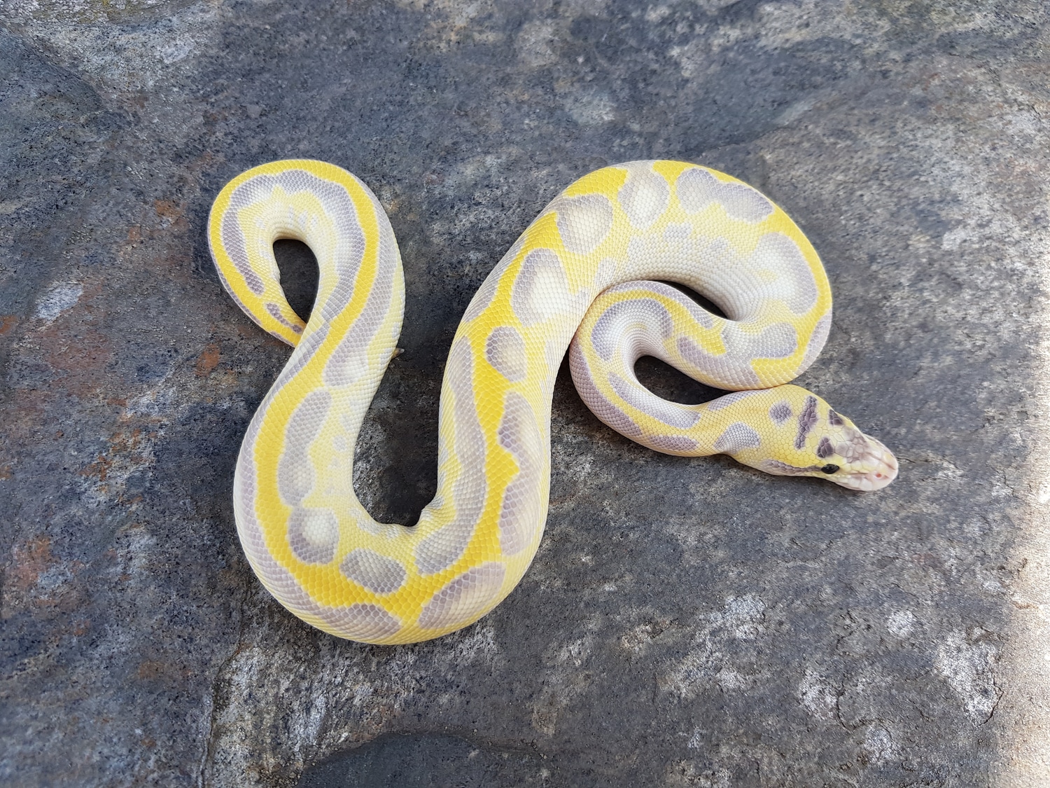 Pastel Enchi Leopard Ivory 50% Het Clown Male Ball Python by SnakeMe ...