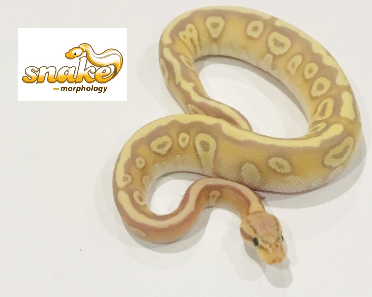 Super Pastel Hypo Banana Mojave 100% Het Clown Ball Python by Snake ...