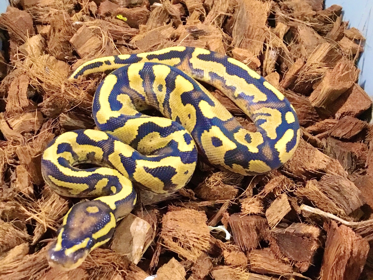 Orange Dream Yellow Belly Fire Enchi Ball Python by Snake Morphology ...