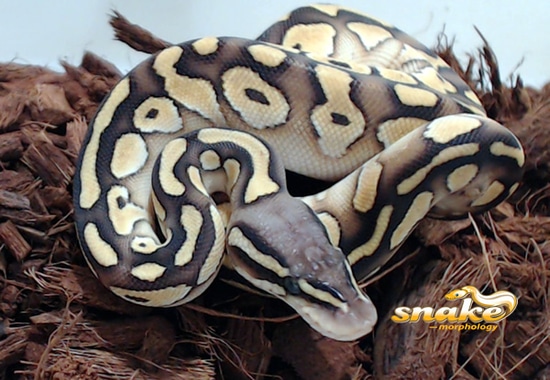 Pastel Lesser Yellow Belly Blackhead Ball Python by Snake Morphology