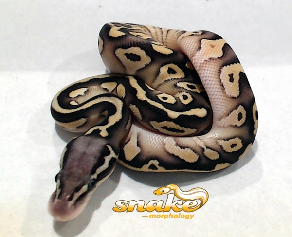 Pastel Orange Dream Lesser Leopard Ball Python by Snake Morphology ...
