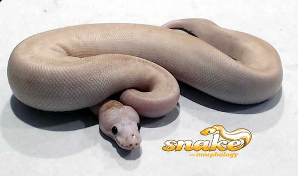 White Wedding Pied Ball Python by Snake Morphology - MorphMarket