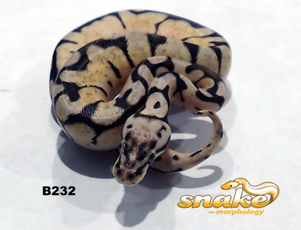 Pastel Citrus Yellow Belly Spider Ball Python by Snake Morphology ...
