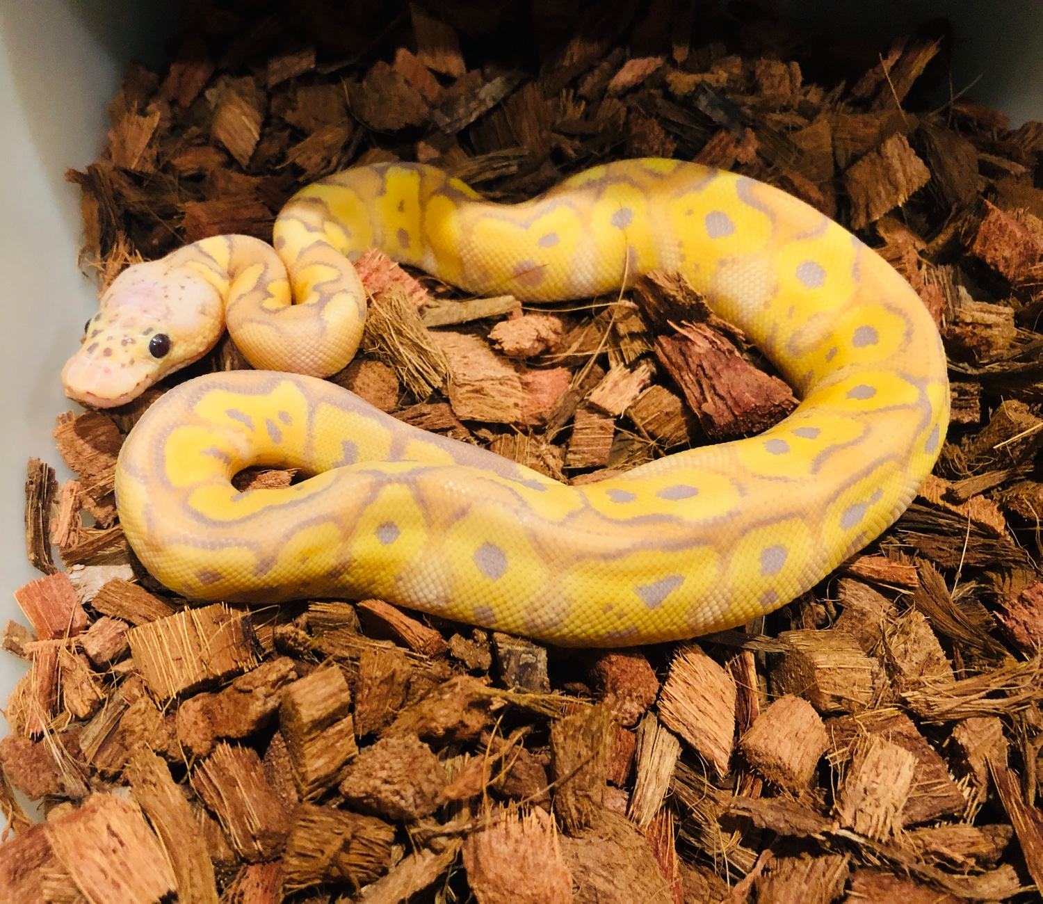 KILLER CLOWN BANANA HYPO MOJAVE(Worlds First ) Female Ball Python by ...