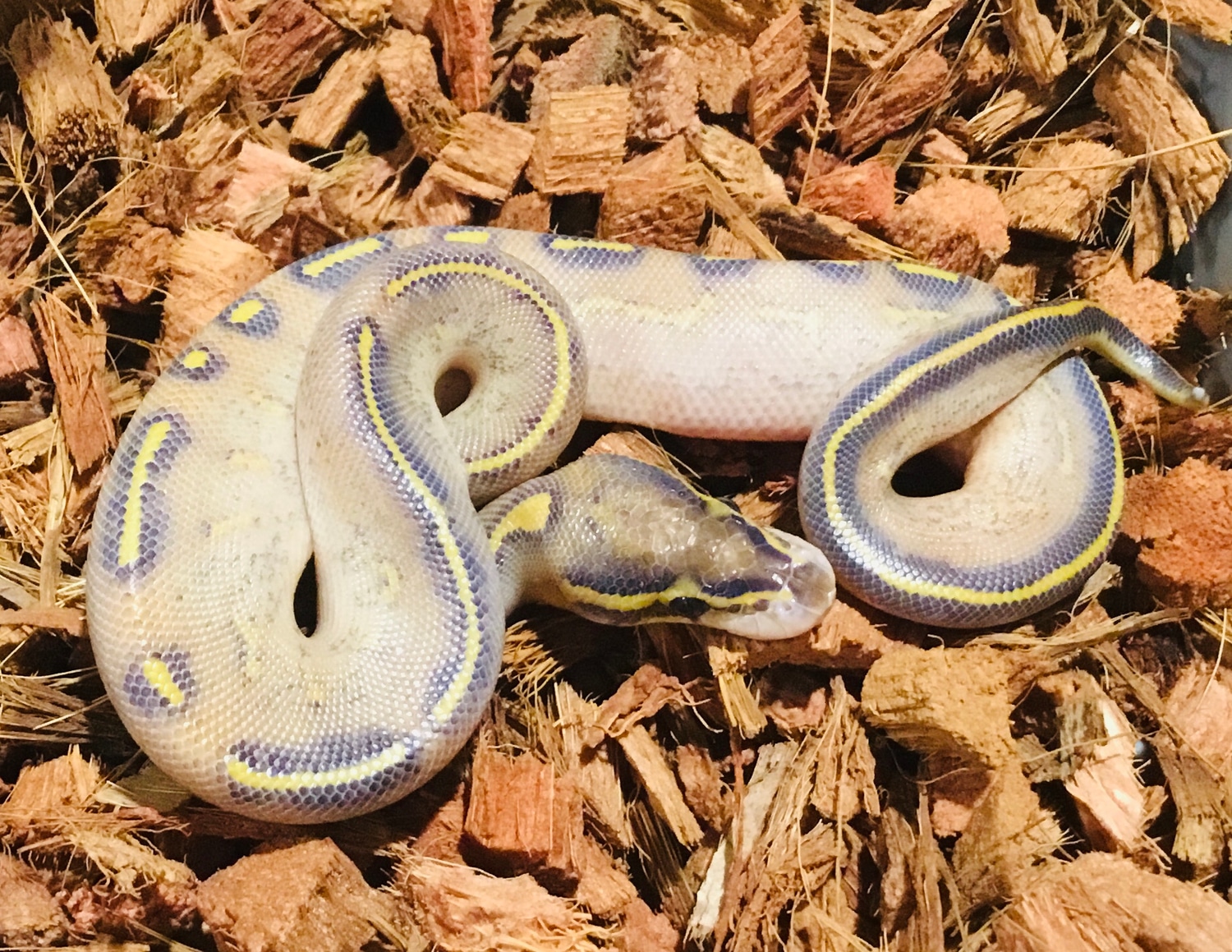Highway Ball Python by Snake Morphology - MorphMarket