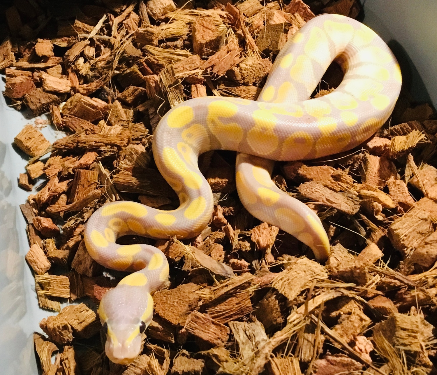 Banana Lesser Enchi Yellowbelly /poss Spector Ball Python by Snake ...