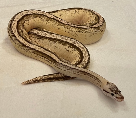 Super Pastel Pinstripe Het. Paintball Ball Python by Snake Nana