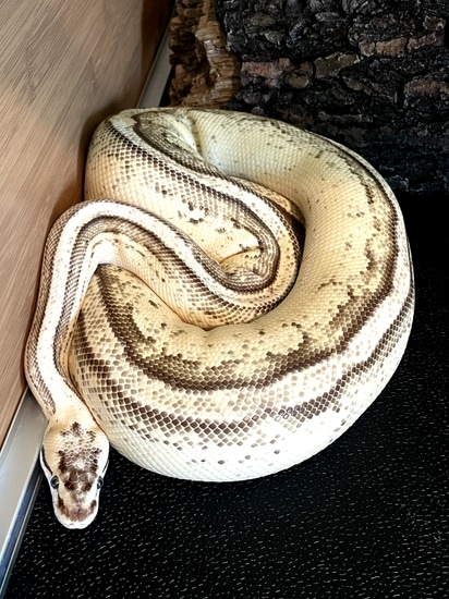 Super Pastel YB Genetic Stripe Het. Paint Ball Ball Python by Snake Nana