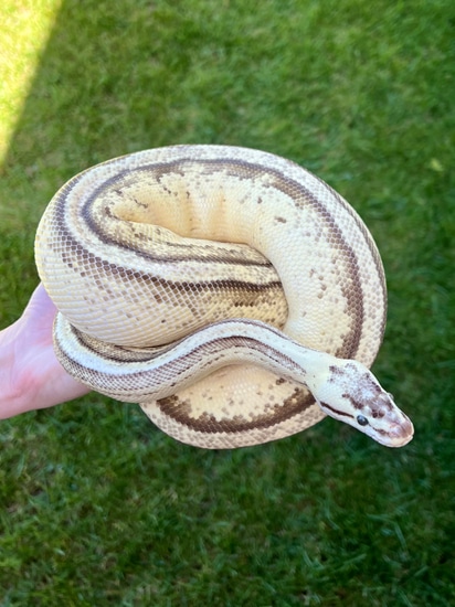 Super Pastel YB Genetic Stripe 1730g Ball Python by Snake Nana