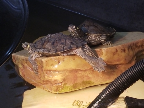 Sub-Adult Male Map Turtle by Snake n Eggs