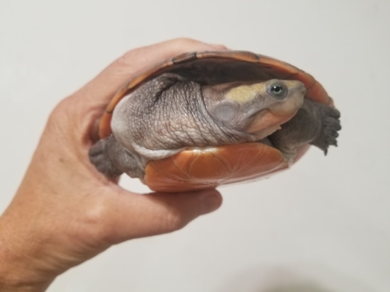 Pink-Bellied Side Neck Turtle Side-Necked Turtle by Snake n Eggs