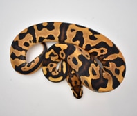 Ambush Orange Dream Ball Python by Snakenstein Reptiles, LLC - MorphMarket