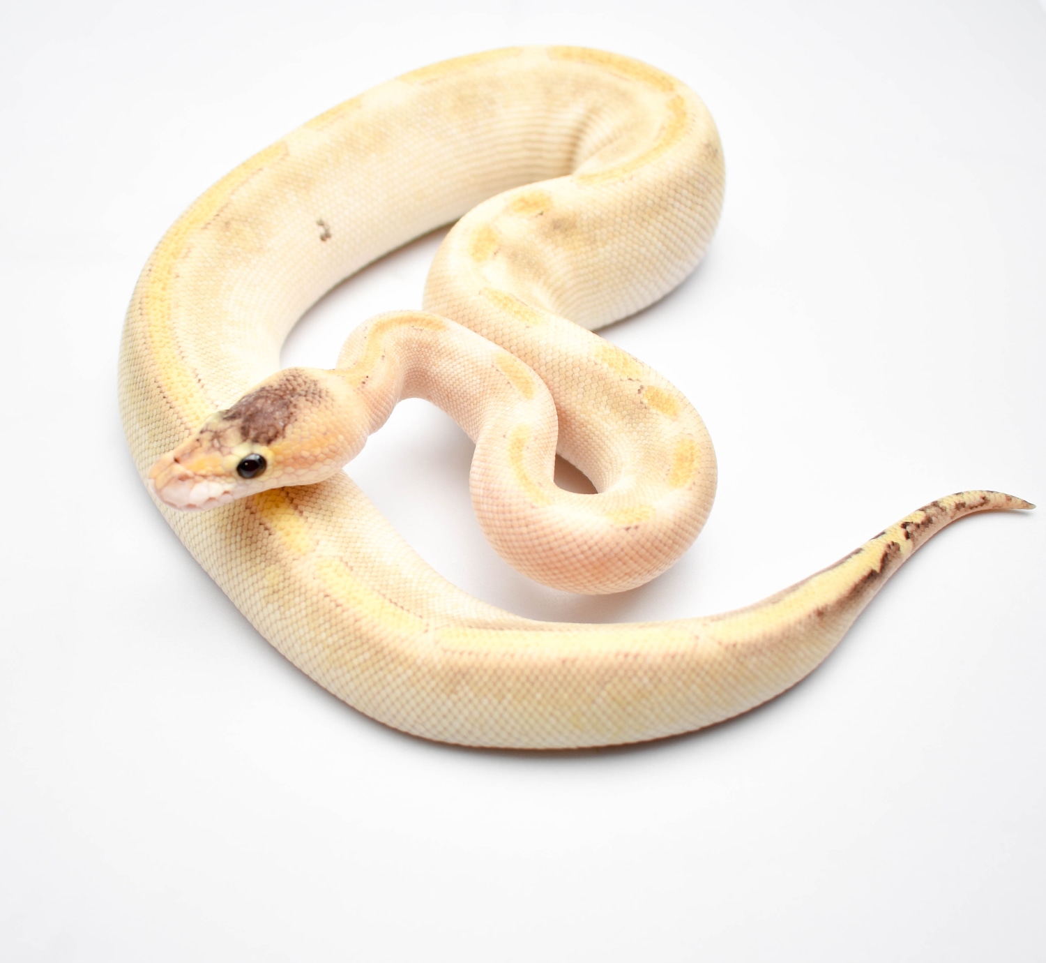 Champagne Enchi Mojave Ball Python by Snakenstein Reptiles, LLC ...