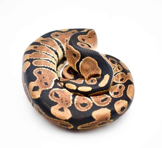 Normal Ball Python by Snakenstein Reptiles, LLC