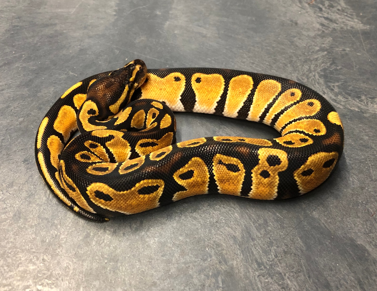 Ambush Orange Dream Ball Python by Snakenstein Reptiles, LLC - MorphMarket