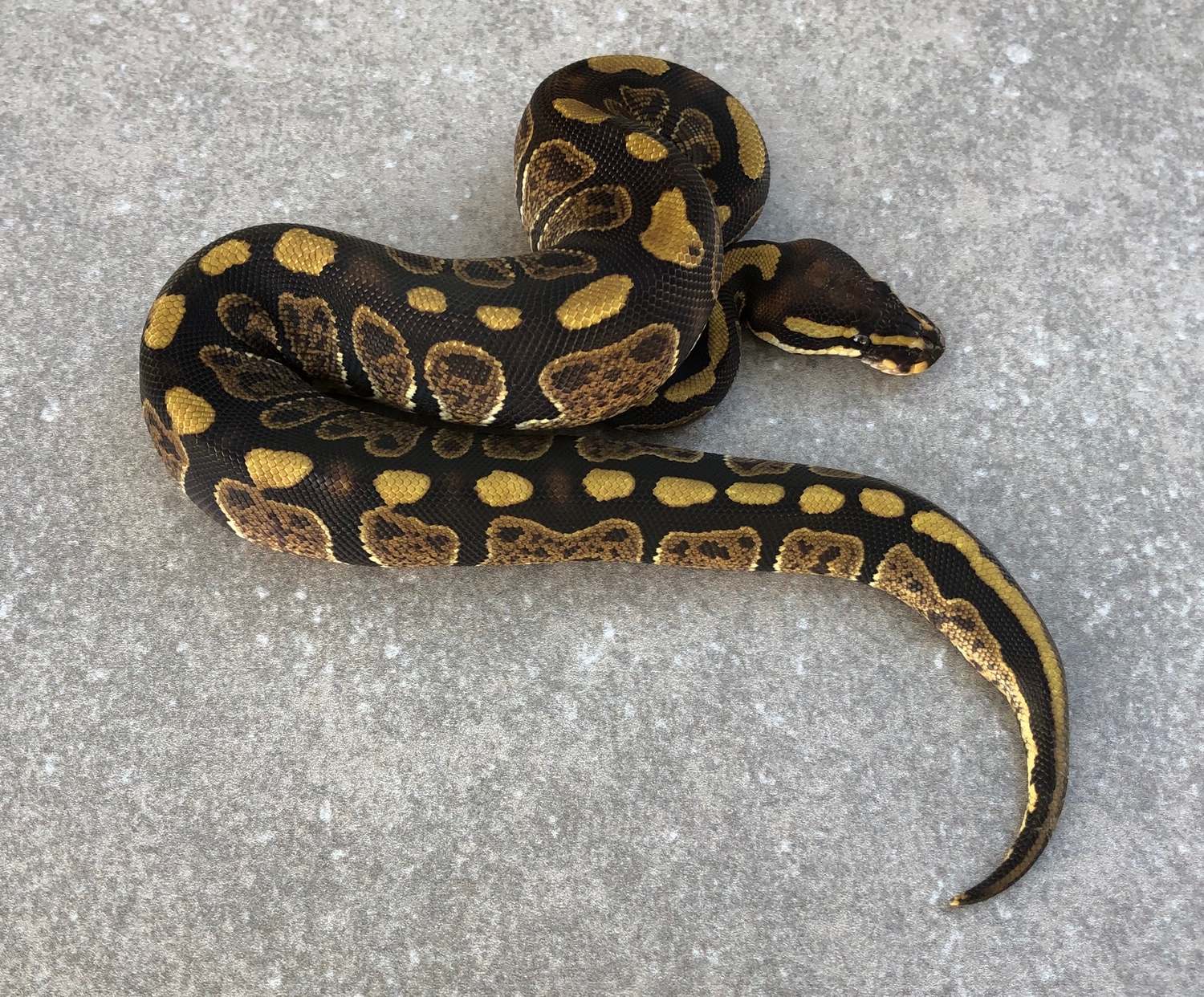 Chocolate Sable Het Ghost Ball Python by Snakenstein Reptiles, LLC ...