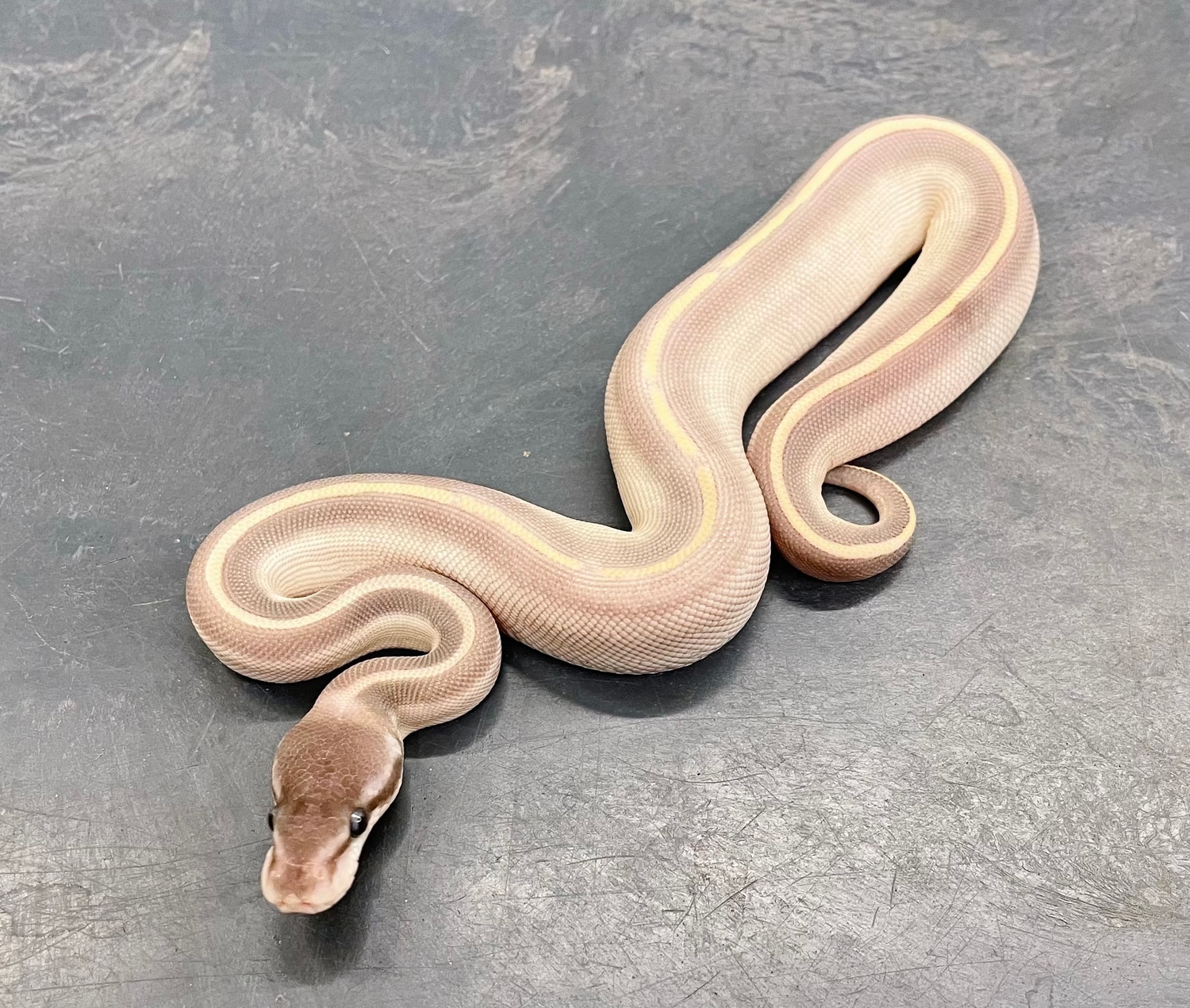Purple Passion Ball Python by Snakenstein Reptiles, LLC - MorphMarket